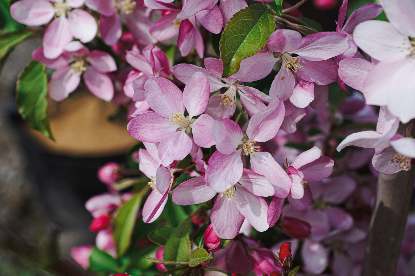 Malus 'Pearlie Emma' (Crabapple) - Leafland