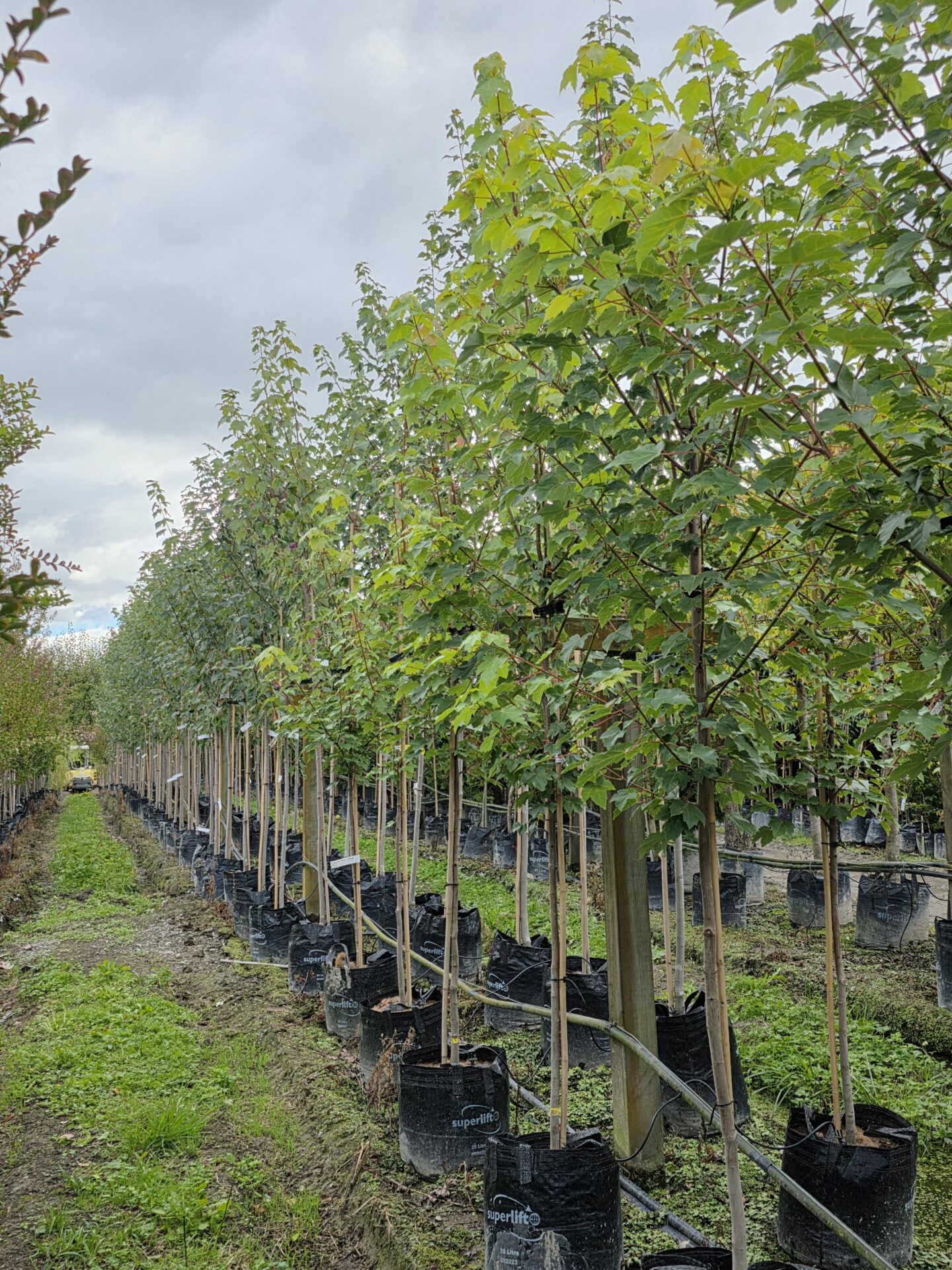 Acer rubrum 'Jeffersred' (Red Maple) - Leafland