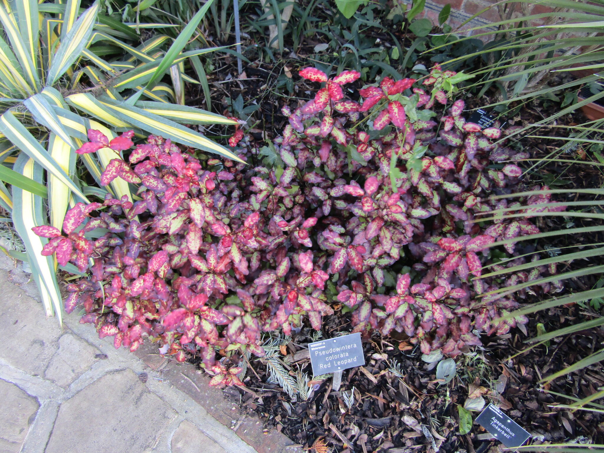 Pseudowintera colorata 'Red Leopard' (Horopito) - Leafland