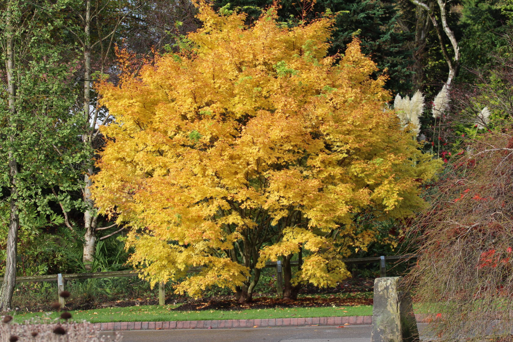 Acer palmatum 'Senkaki' (Japanese Maple) - Leafland