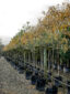 Pyrus salicifolia 'Pendula' (Weeping Pear) - Leafland