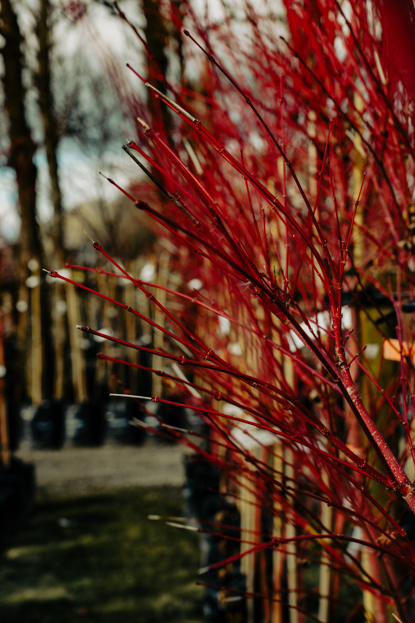 Acer palmatum 'Senkaki' (Japanese Maple) - Leafland