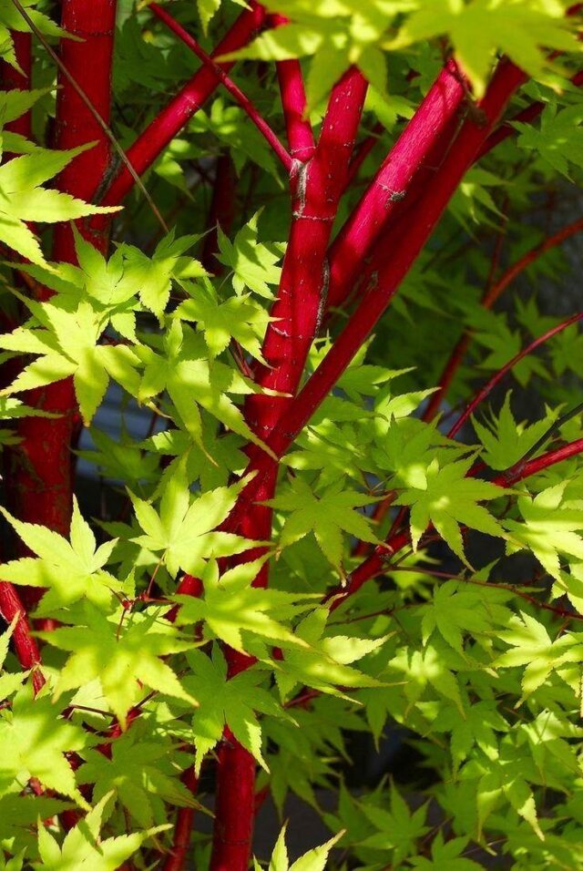 Acer palmatum 'Senkaki' (Japanese Maple) - Leafland