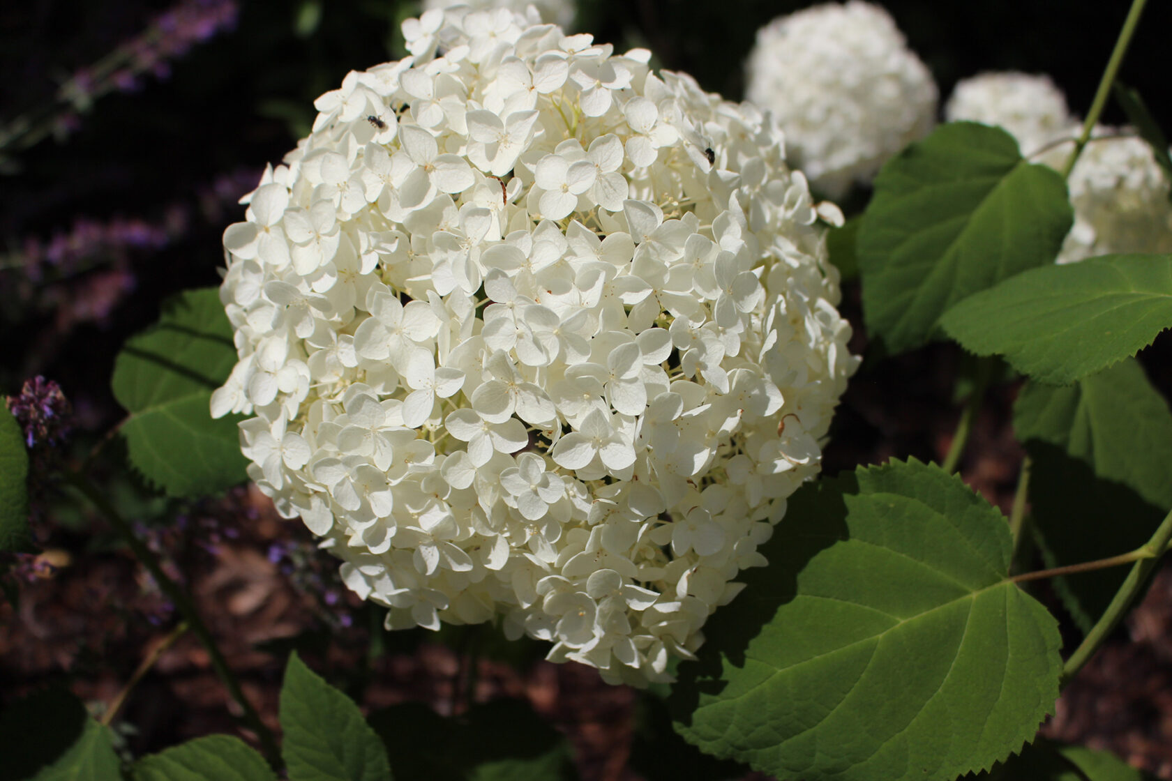 Hydrangea arborescens 'Annabelle' (Smooth Hydrangea) - Leafland