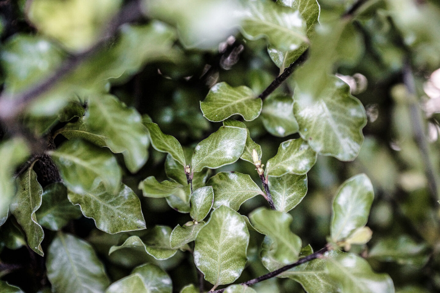 Buy Pittosporum tenuifolium 'Screen Master' (Kōhūhū) Online NZ - Leafland
