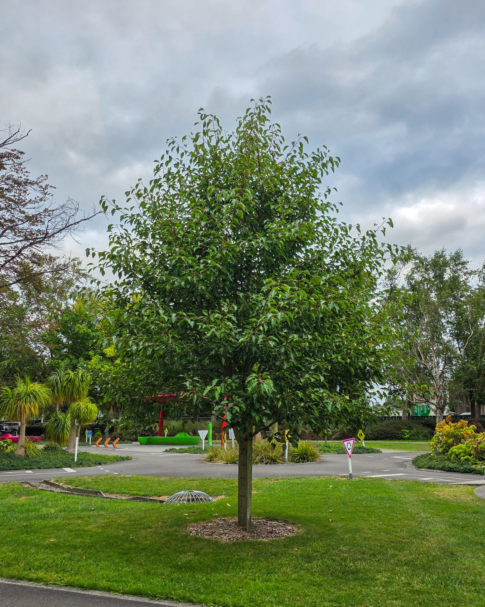Pyrus calleryana 'Aristocrat' (Callery Pear) | Leafland