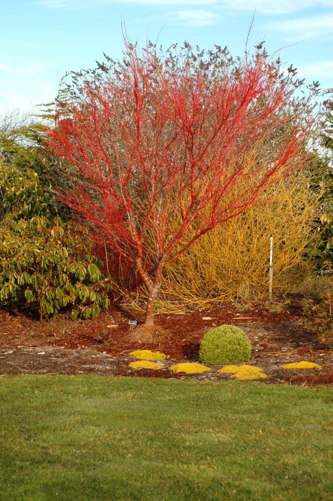 Acer palmatum 'Senkaki' (Japanese Maple) - Leafland