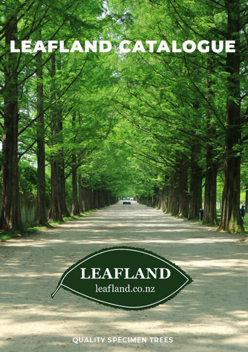 Leafland - The home of large grade trees