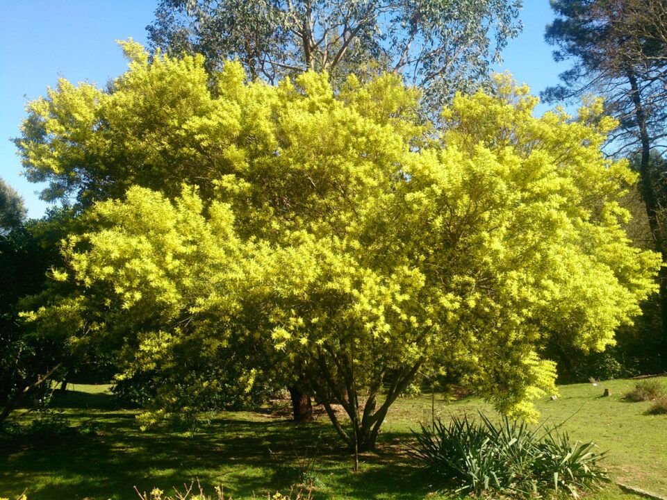Acacia floribunda (Gossamer Wattle) - Leafland
