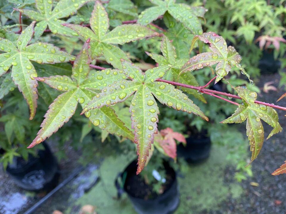 Acer palmatum 'Shin-deshojo' (Japanese Maple) - Leafland