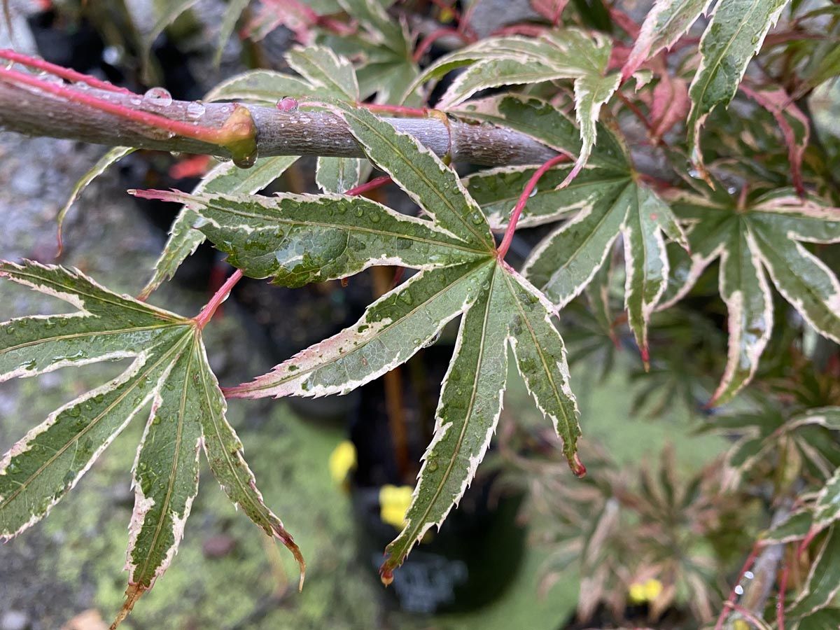Acer palmatum 'Shirazz' (Japanese Maple) - Leafland