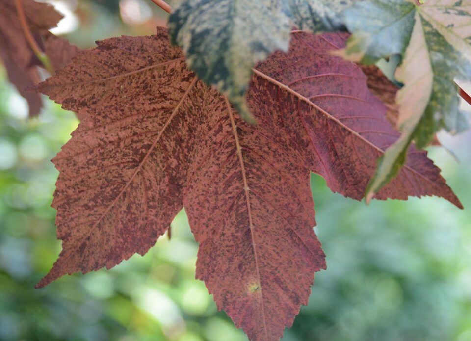 Acer pseudoplatanus 'Esk Sunset' (Sycamore Maple) - Leafland