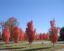 Acer rubrum 'Columnare' (Red Maple) - Leafland