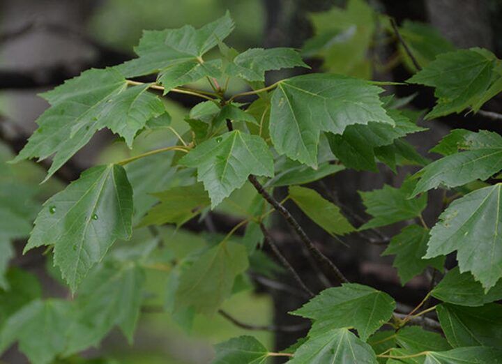Acer rubrum 'Columnare' (Red Maple) - Leafland