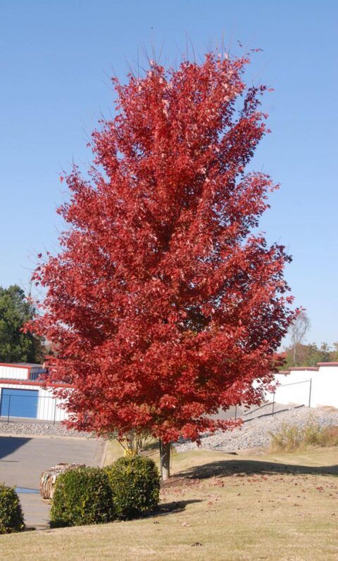 Acer rubrum 'Jeffersred' (Red Maple) - Leafland