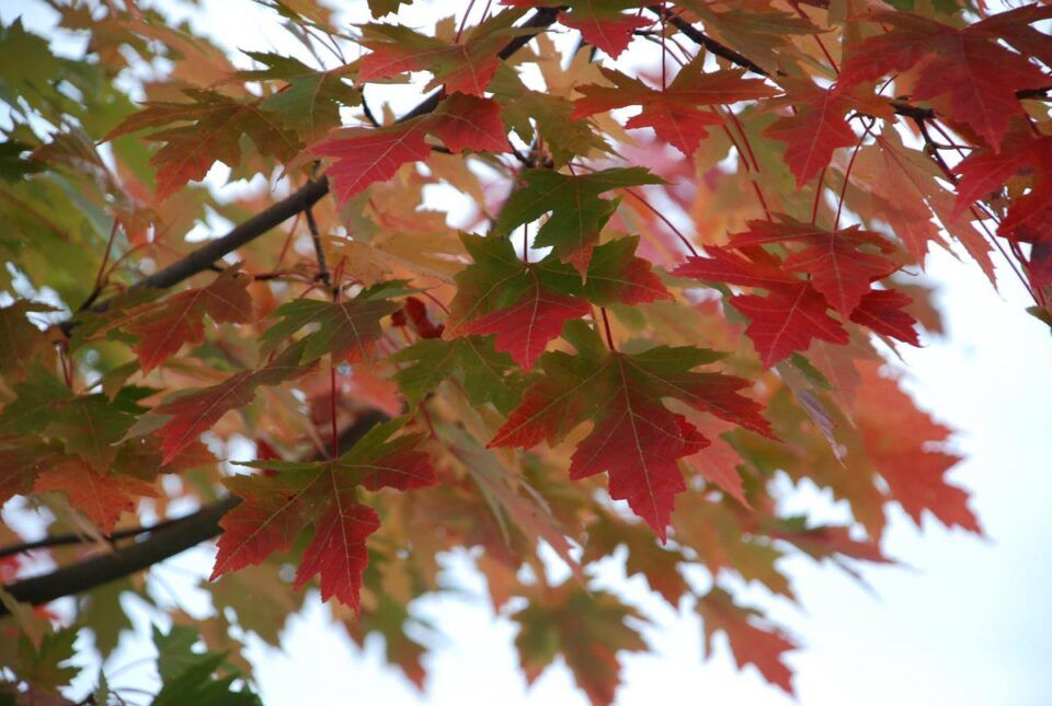Acer rubrum 'Jeffersred' (Red Maple) - Leafland