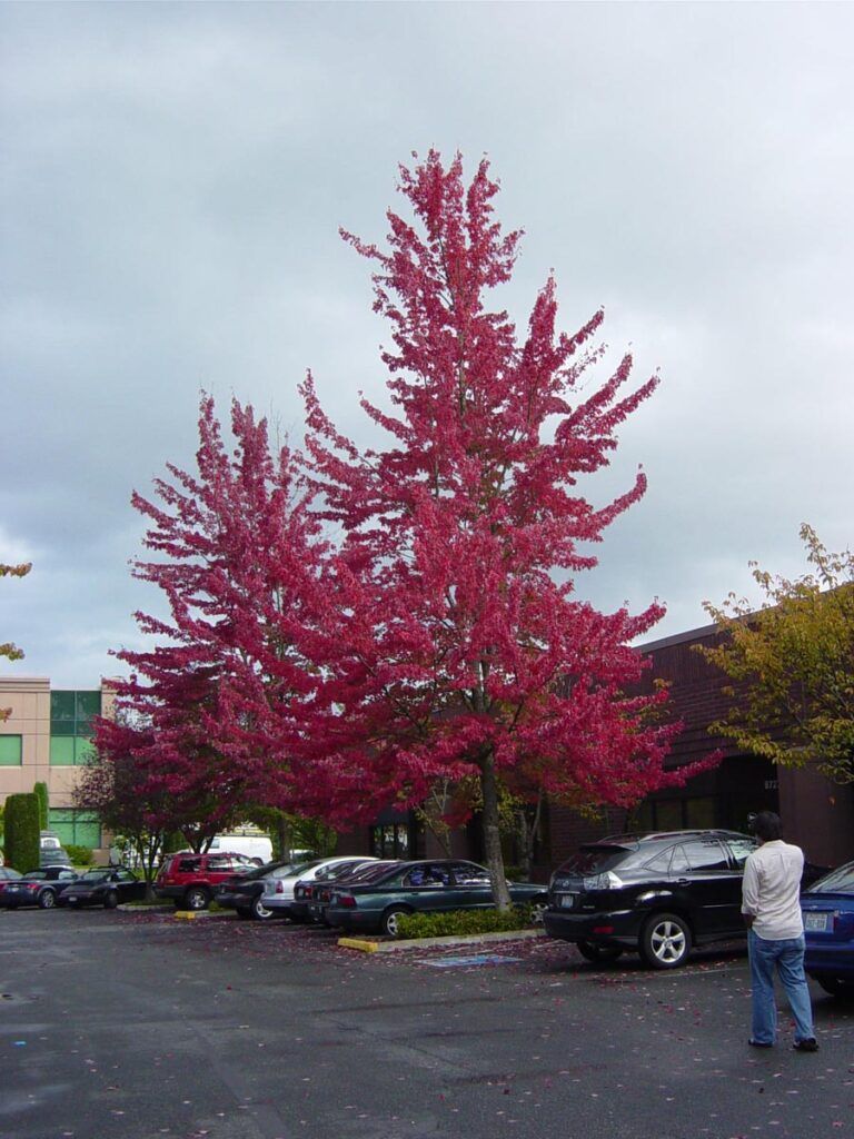 Acer rubrum 'Red Sunset' (Red Maple) - Leafland