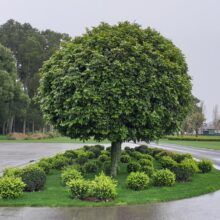 Leafland - The home of large grade trees