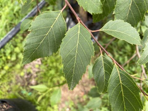 Alnus jorullensis (Evergreen Alder) | Leafland Nursery