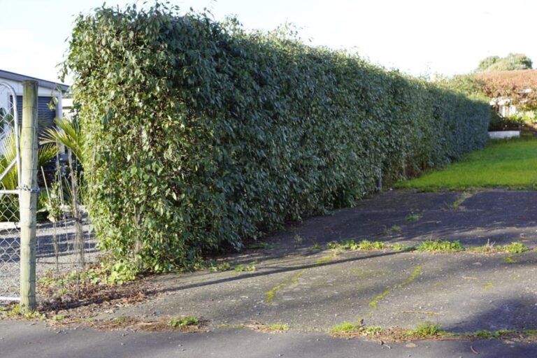 Alnus jorullensis (Evergreen Alder) | Leafland Nursery