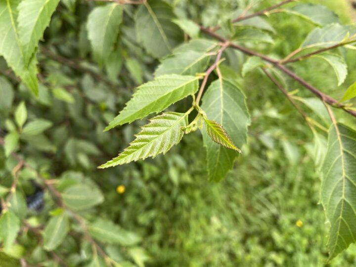 Alnus jorullensis (Evergreen Alder) | Leafland Nursery