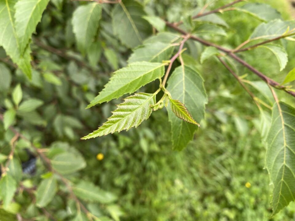 Alnus jorullensis (Evergreen Alder) | Leafland Nursery