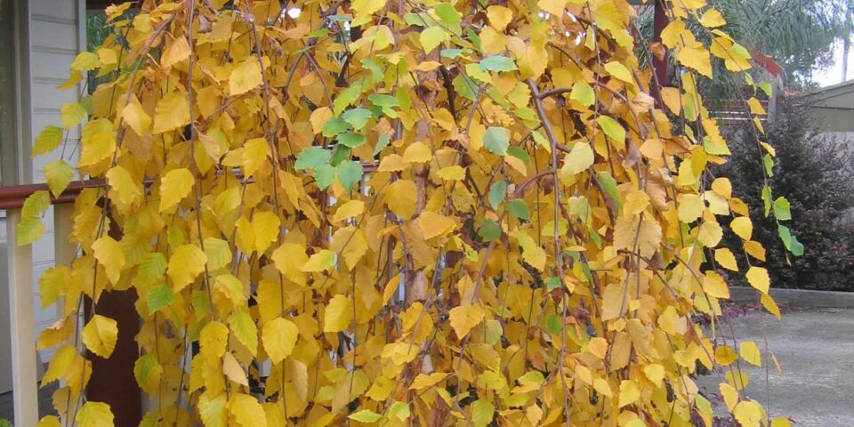 Betula nigra 'Summer Cascade' (River Birch) - Leafland