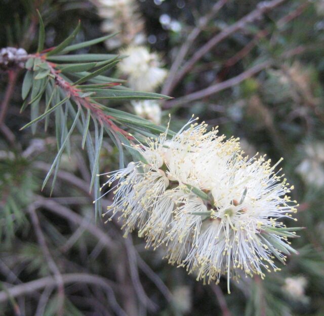 Callistemon salignus (Bottlebrush) - Leafland