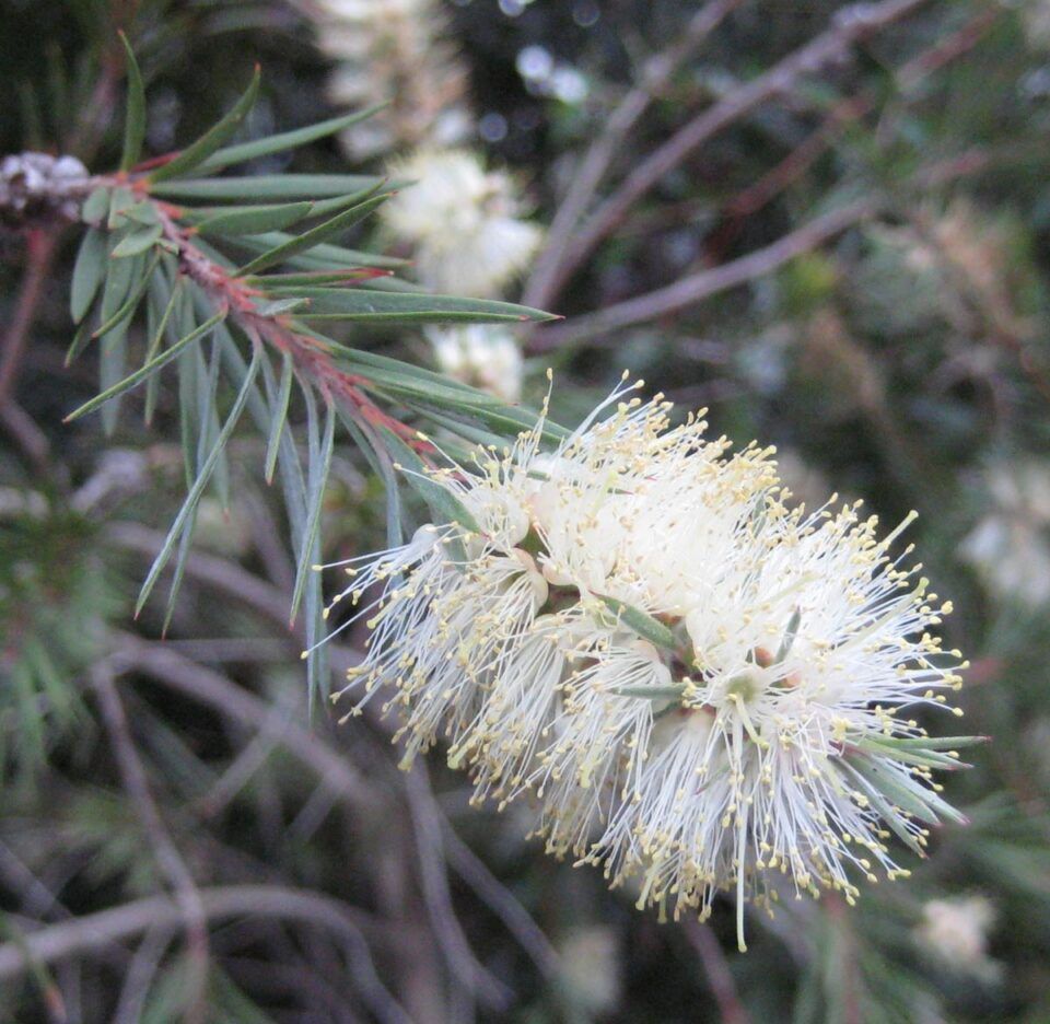 Callistemon salignus (Bottlebrush) - Leafland