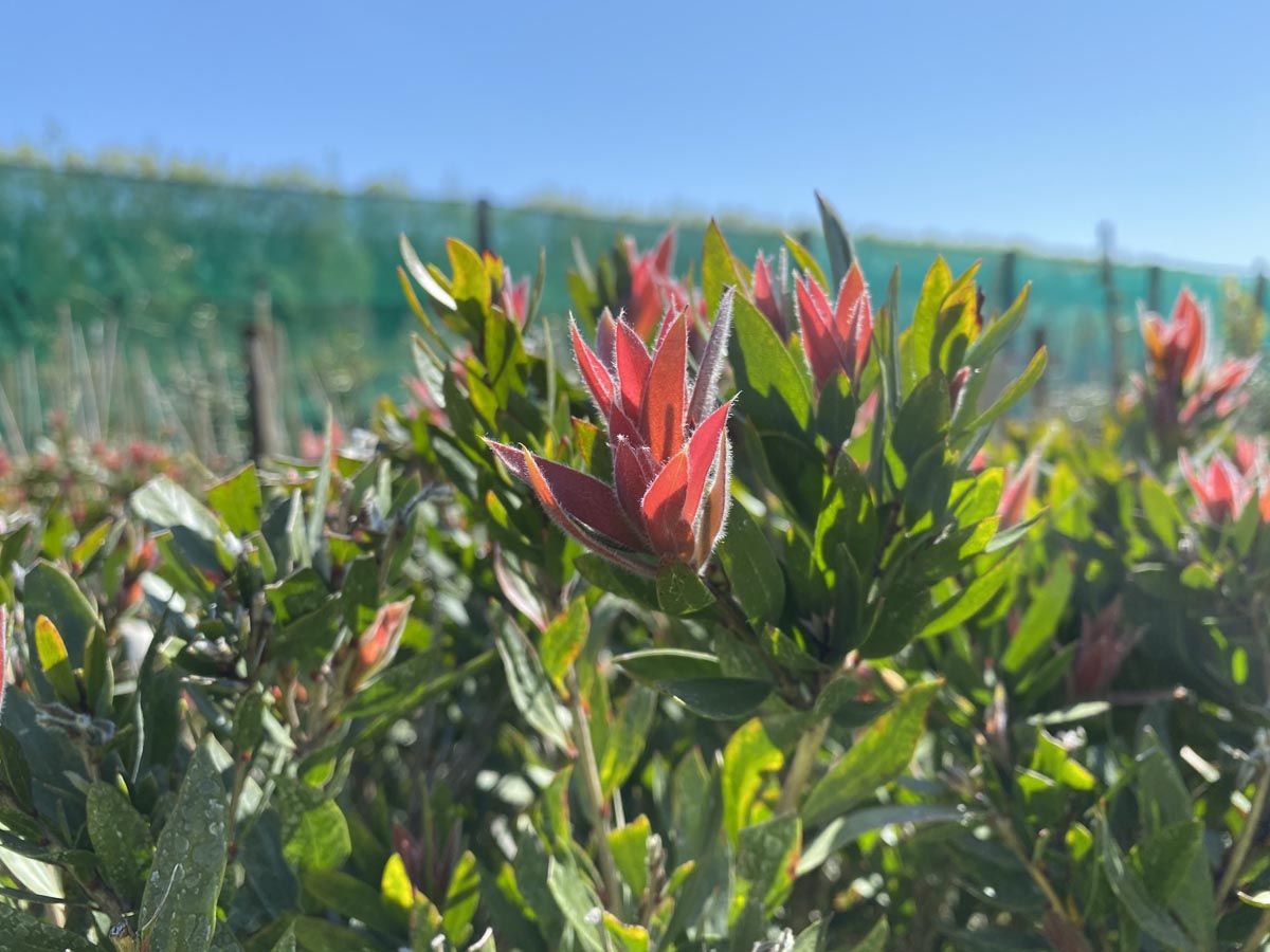 Callistemon viminalis 'Red Alert' (Bottlebrush) - Leafland