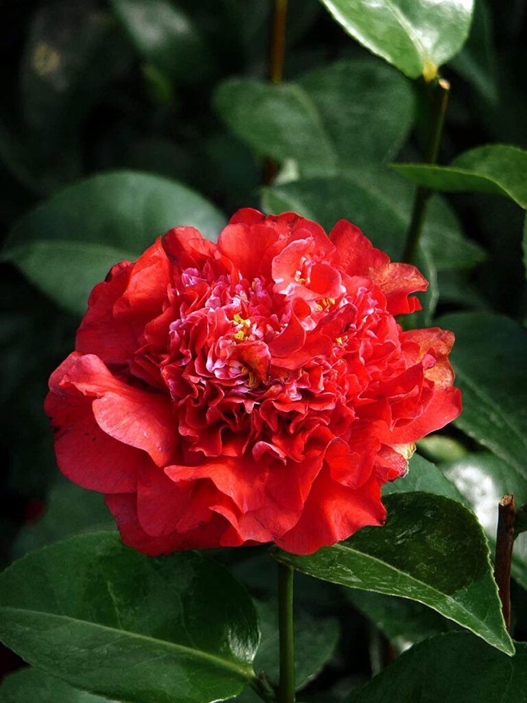 Camellia 'Ruby Wedding' (Camellia) - Leafland