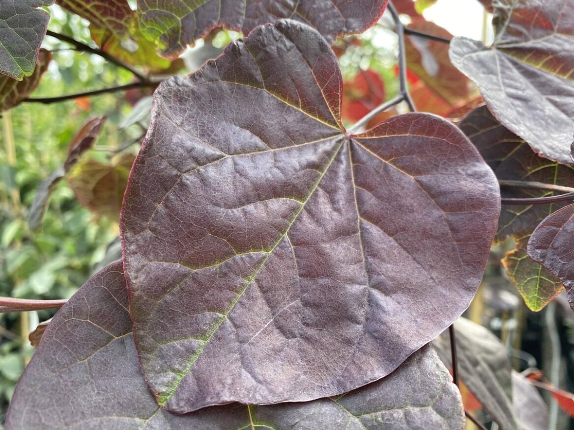 Cercis canadensis 'Ruby Falls' - Leafland