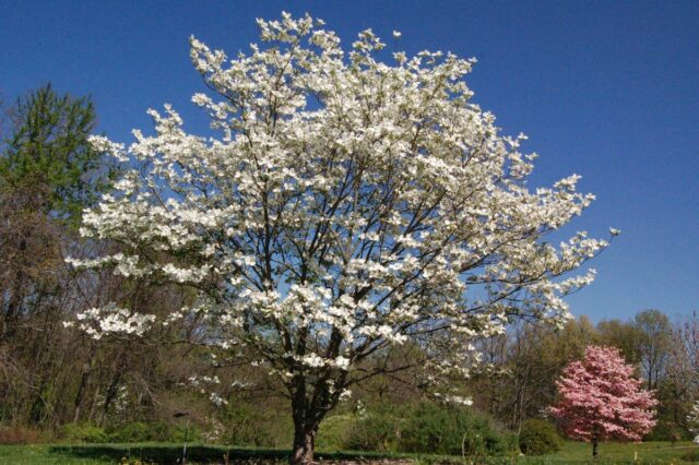Cornus florida 'Cherokee Princess' (Flowering Dogwood) - Leafland