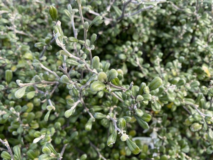 Corokia x virgata 'Emerald and Jade' (Korokio) - Leafland