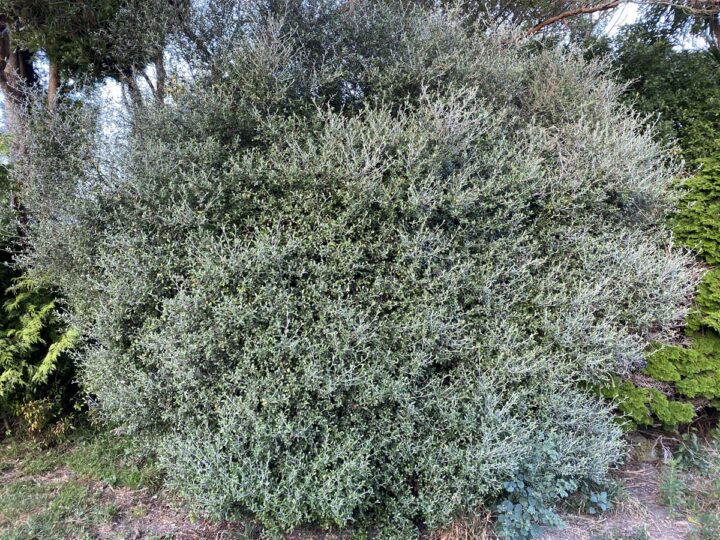 Corokia x virgata 'Geenty's Ghost' (Korokio) - Leafland