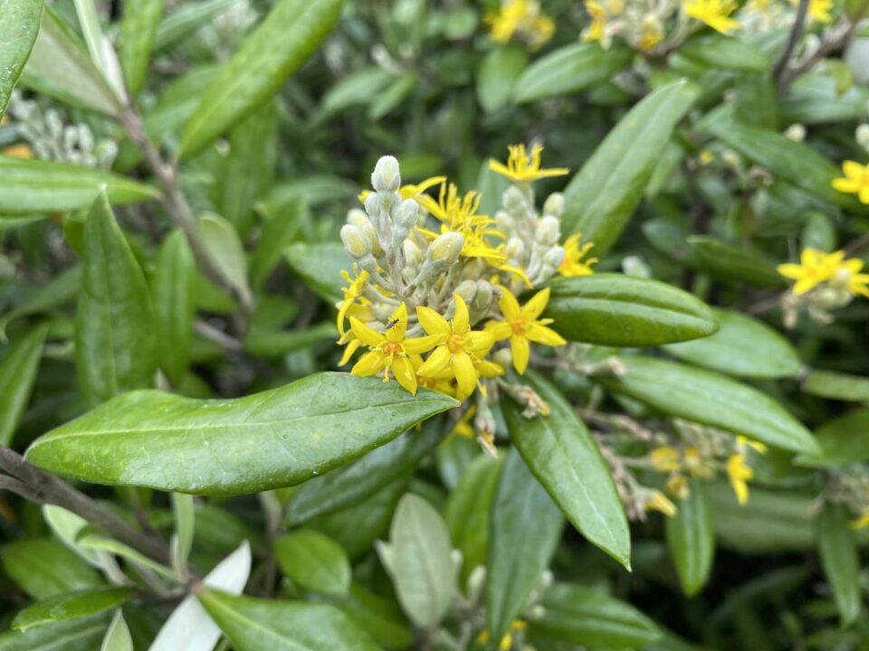 Corokia macrocarpa 'Geenty's Giant' (Korokio) - Leafland