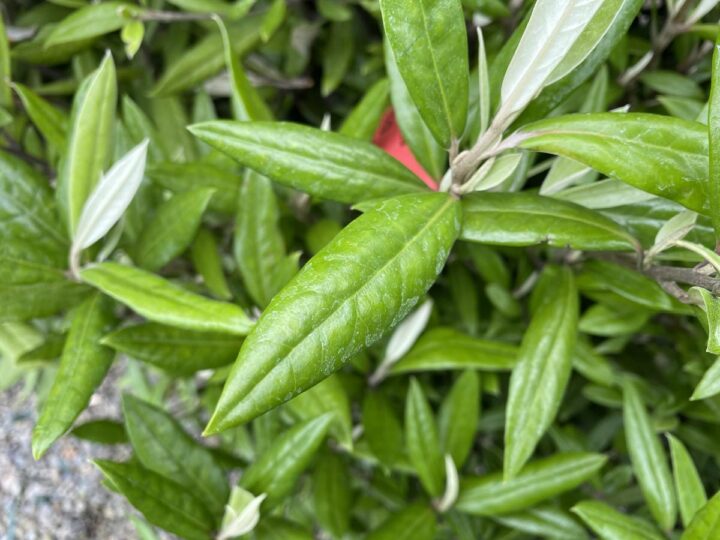 Corokia macrocarpa 'Geenty's Giant' (Korokio) - Leafland
