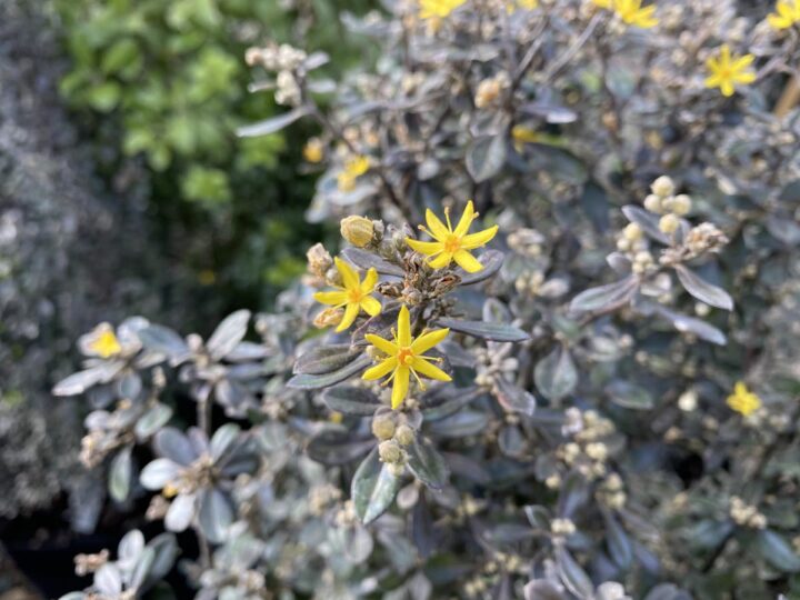 Corokia x virgata 'Phantom' (Korokio) - Leafland