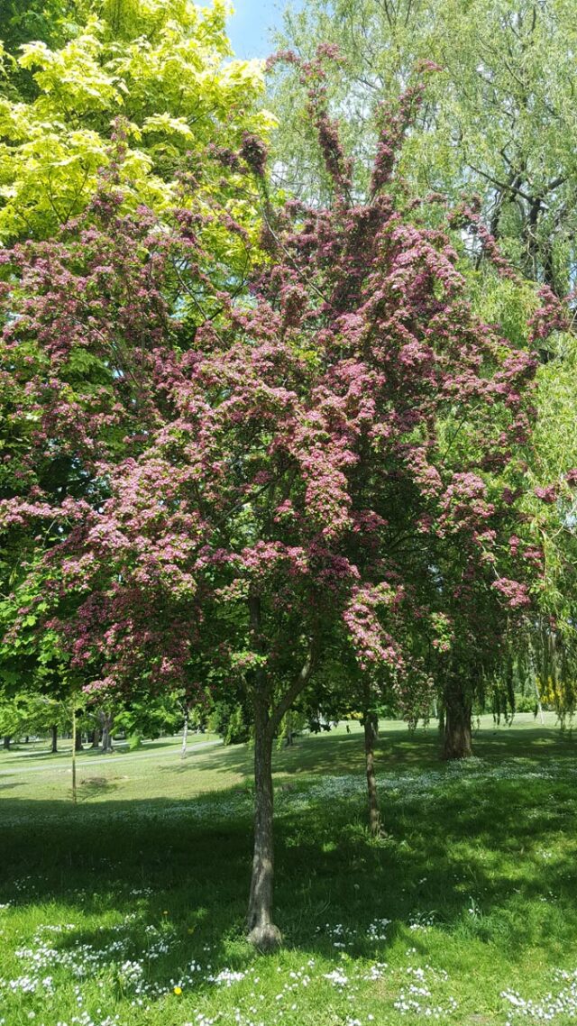 Crataegus x media 'Paul's Scarlet' (Hawthorn) - Leafland