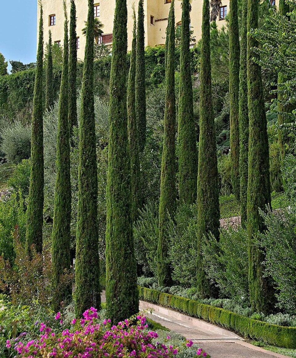 Cupressus sempervirens 'Totem' (Italian Cypress) - Leafland