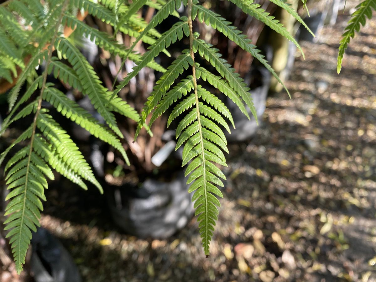 Cyathea cunninghamii (Pūnui) - Leafland