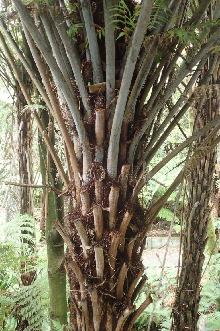 Cyathea dealbata (Silver Fern) – Leafland
