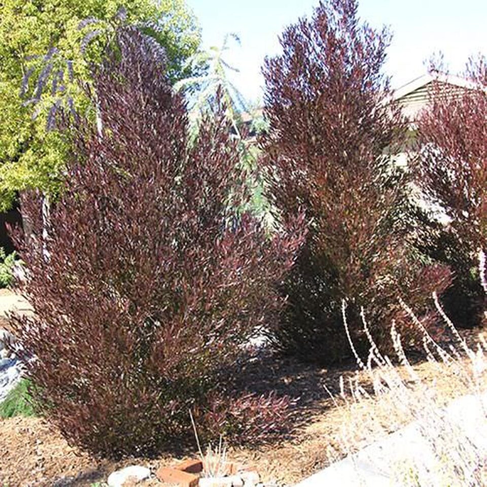 Dodonaea viscosa 'Purpurea' (Akeake) - Leafland