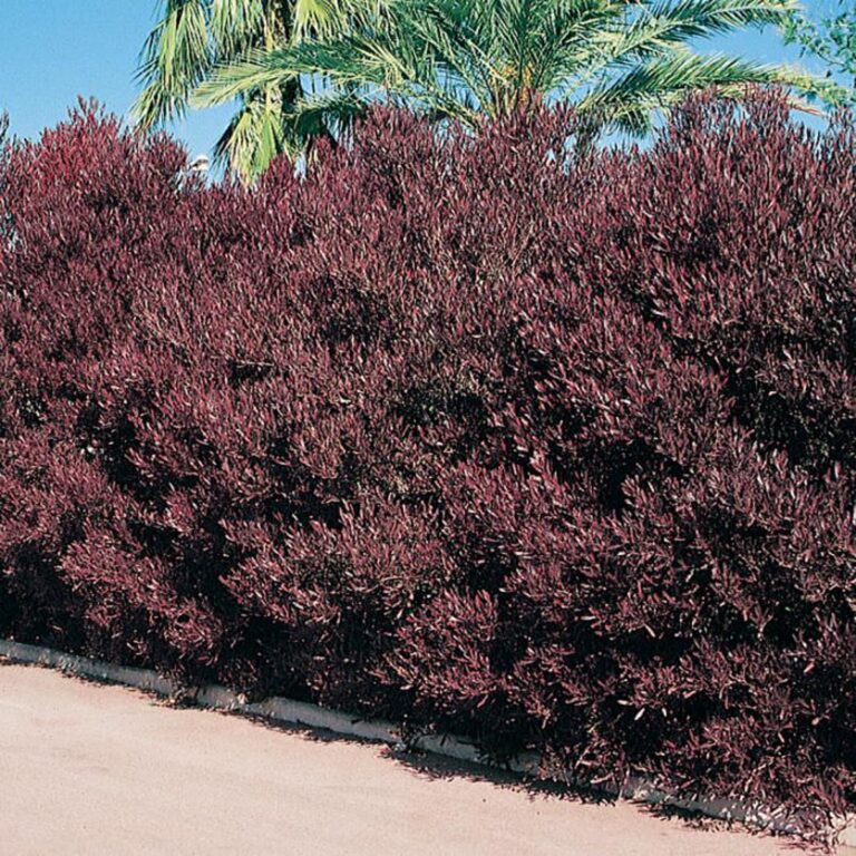 Dodonaea viscosa 'Purpurea' (Akeake) - Leafland