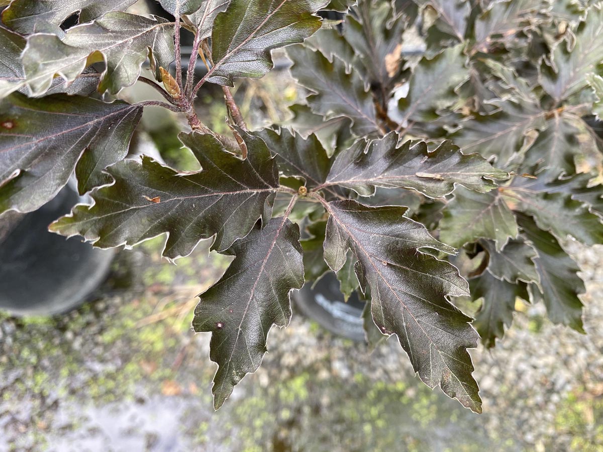 Fagus sylvatica 'Rohanii' (European Beech) - Leafland