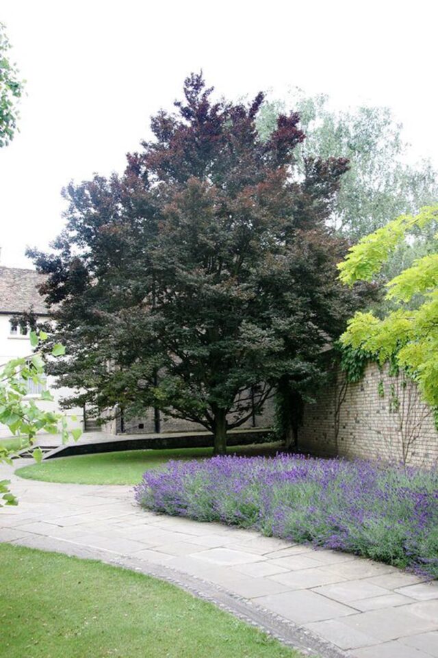 Fagus sylvatica 'Rohanii' (European Beech) - Leafland