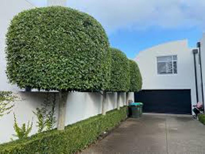 Ficus 'Tuffi' (Tuffy Fig) - Leafland