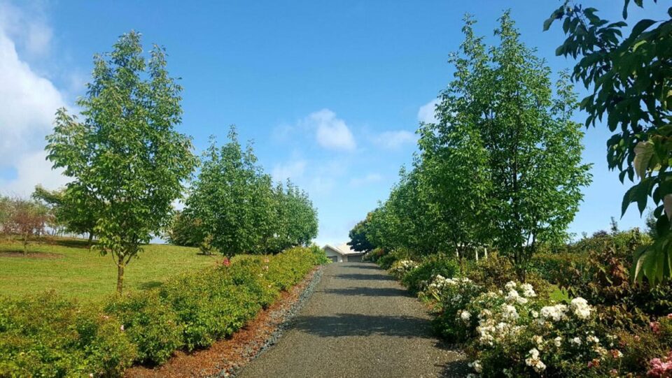 Fraxinus excelsior 'Purple Spire' (European Ash) - Leafland