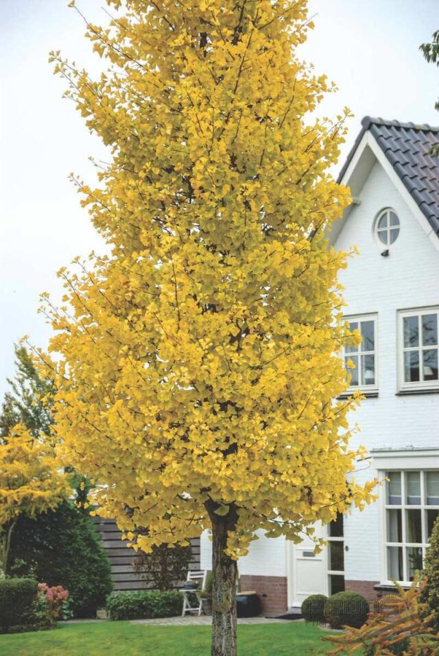Ginkgo biloba 'Fastigiata' (Ginkgo) - Leafland