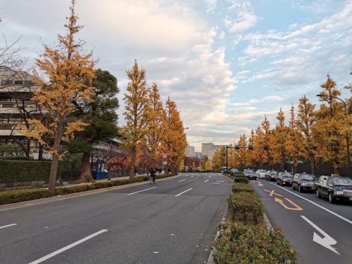 Ginkgo biloba 'Fastigiata' (Ginkgo) - Leafland